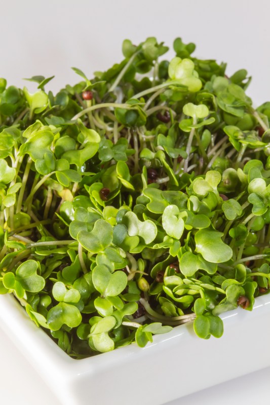 Semintele incoltite si crescute sub forma de vlastari (sprouts) – Ligia Pop