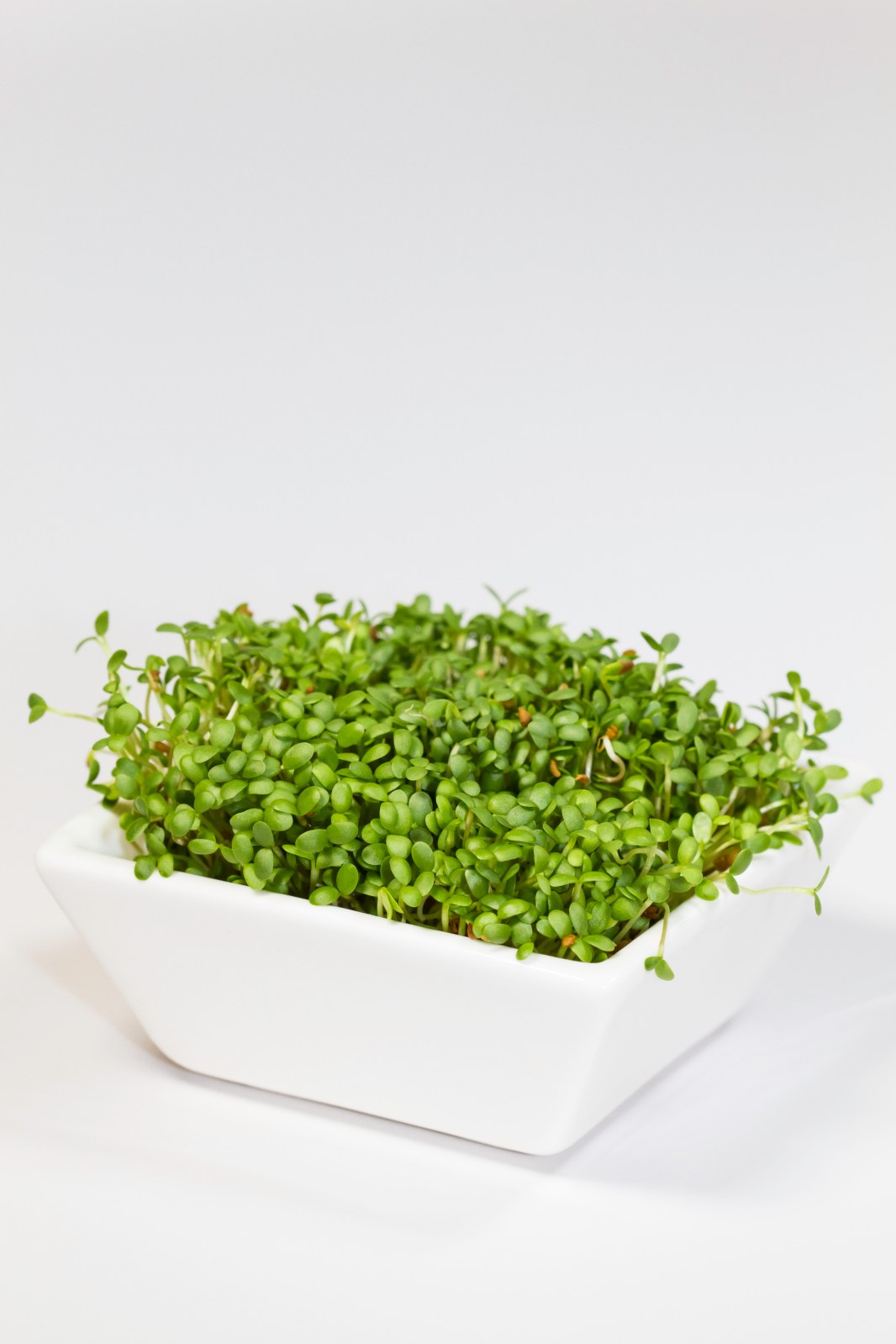 Semintele incoltite si crescute sub forma de vlastari (sprouts) – Ligia Pop