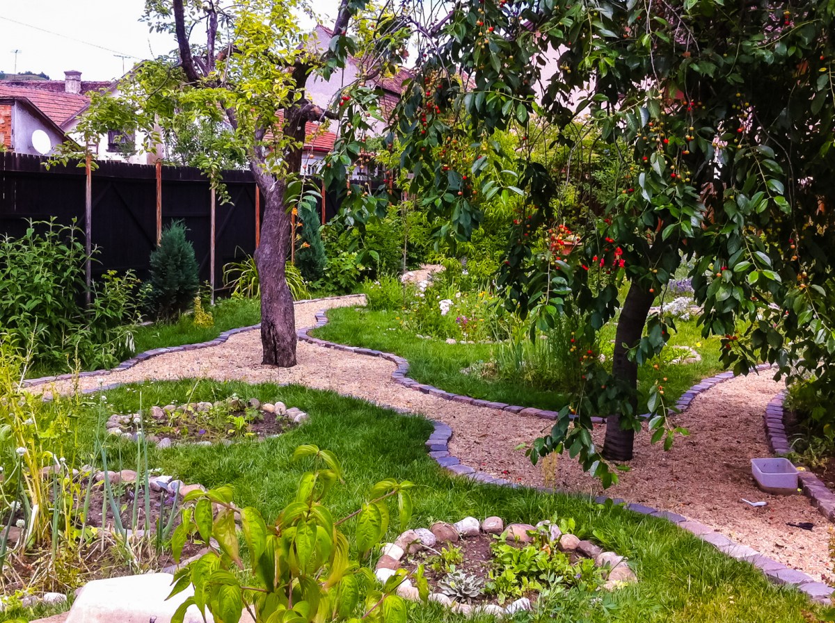 Poze din gradina noastra – Ligia Pop