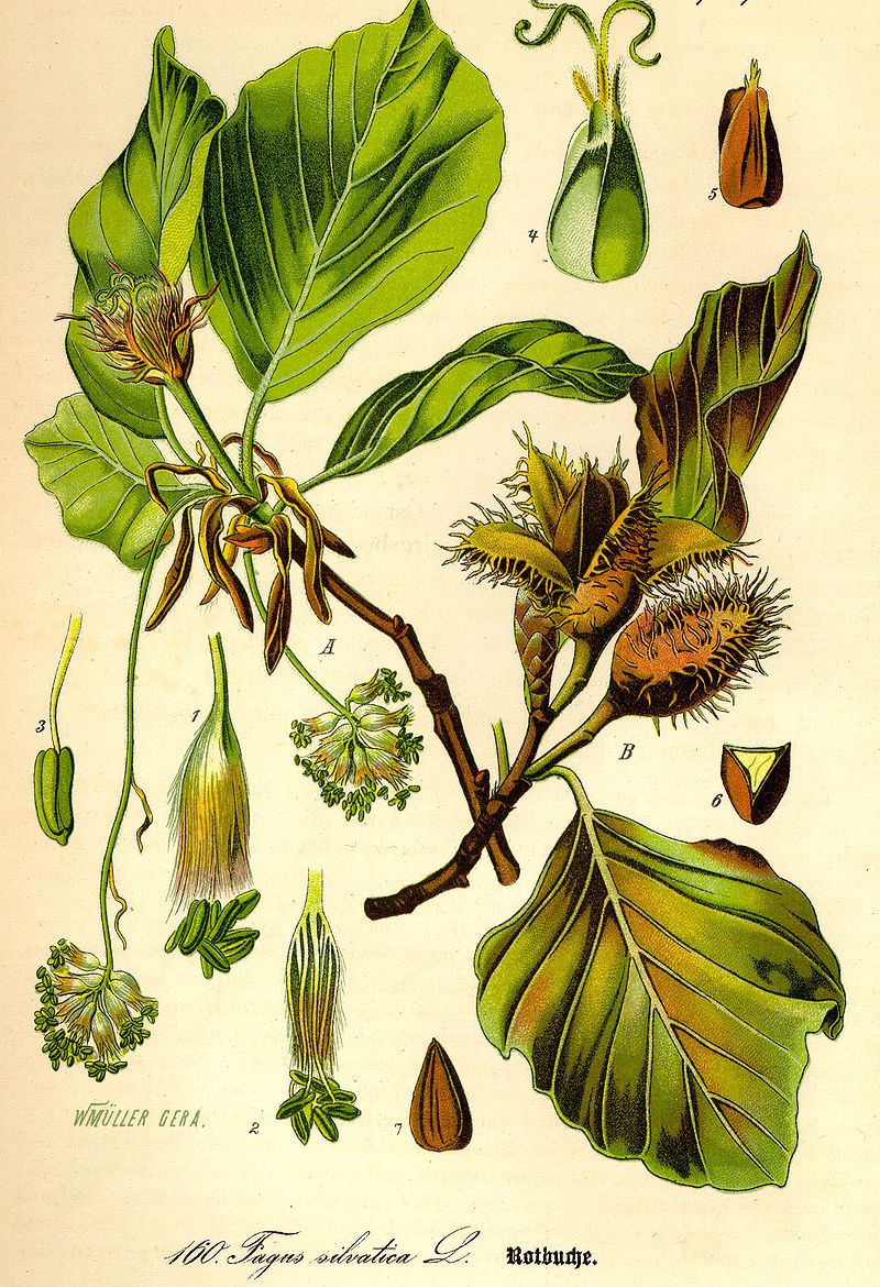 Ce putem face cu frunzele de fag? – Ligia Pop