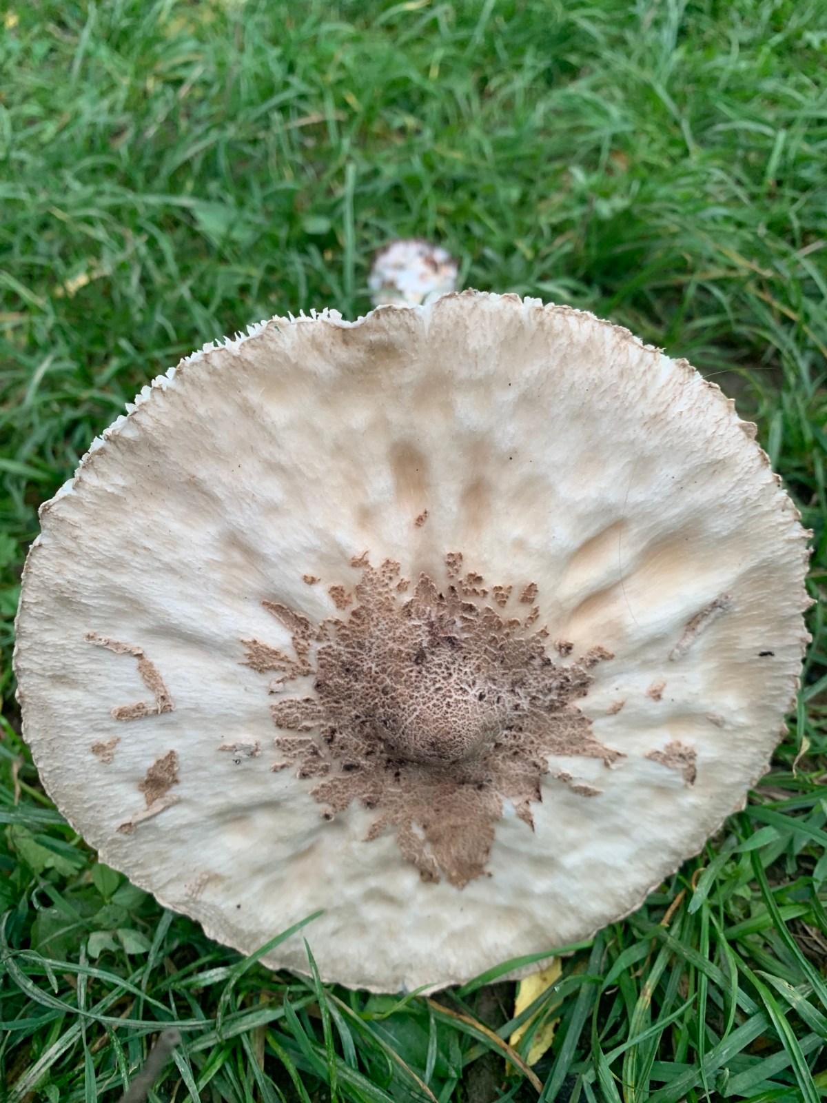 Consumul de ciuperci comestibile – Ligia Pop